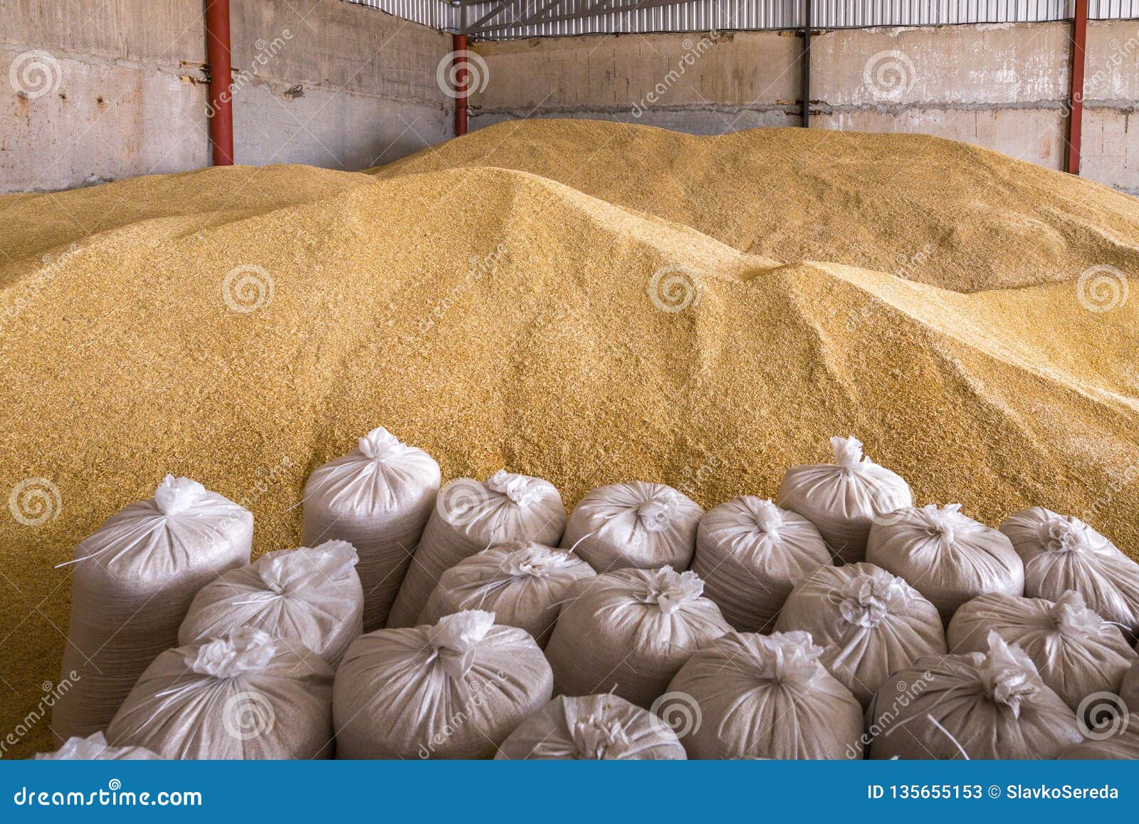 Pile of Heaps of Wheat Grains and Sacks at Mill Storage or Elevator ...