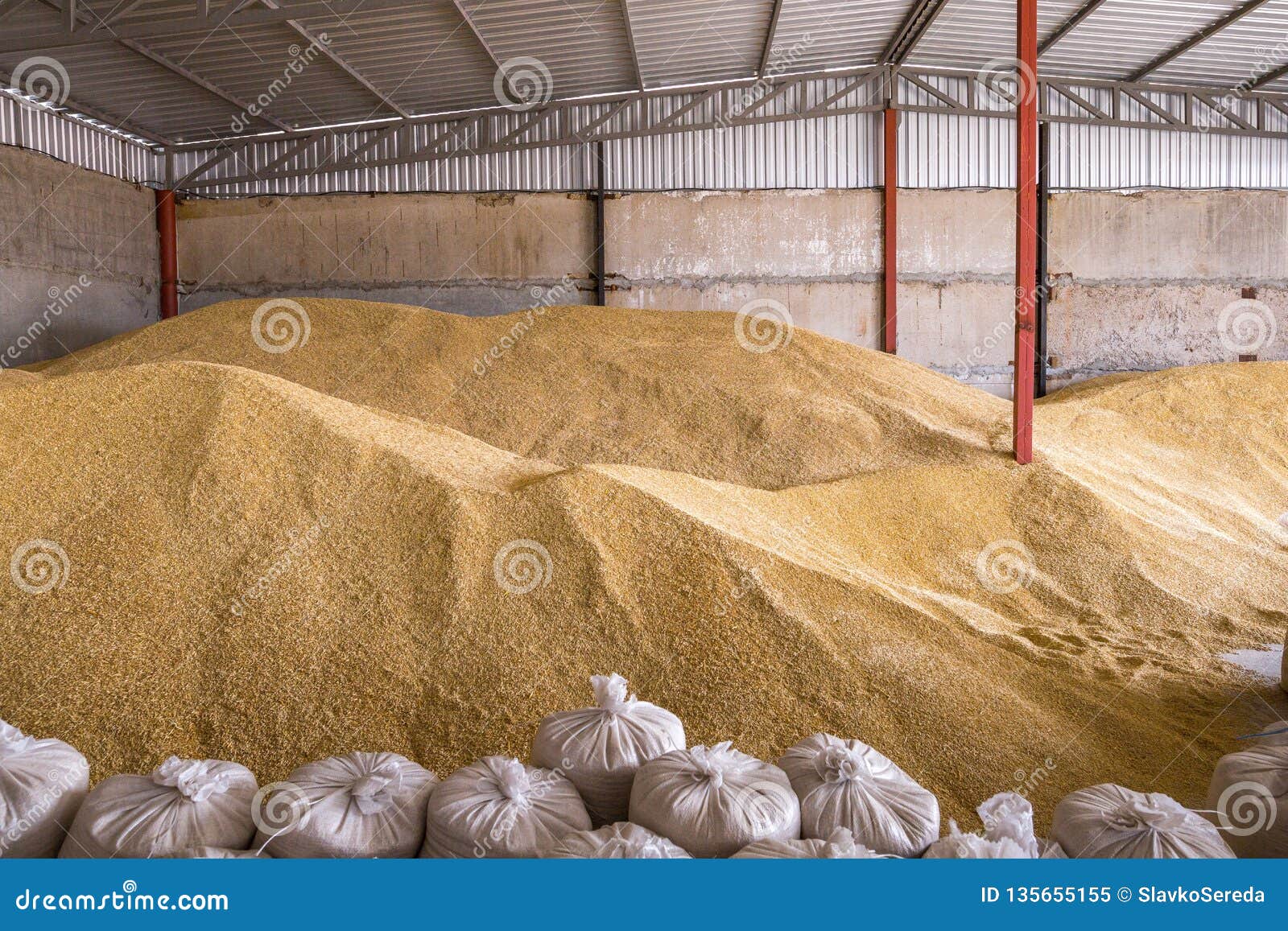 Pile of Heaps of Wheat Grains and Sacks at Mill Storage or Elevator ...