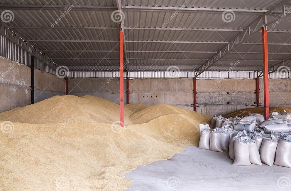 Pile of Heaps of Wheat Grains and Sacks at Mill Storage or Grain ...