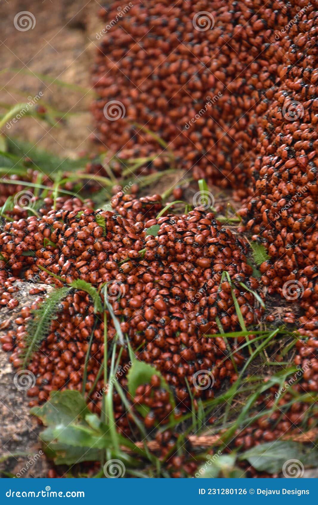 Pile of Hibernating Lady Bugs Crawling and Creeping Stock Photo - Image ...