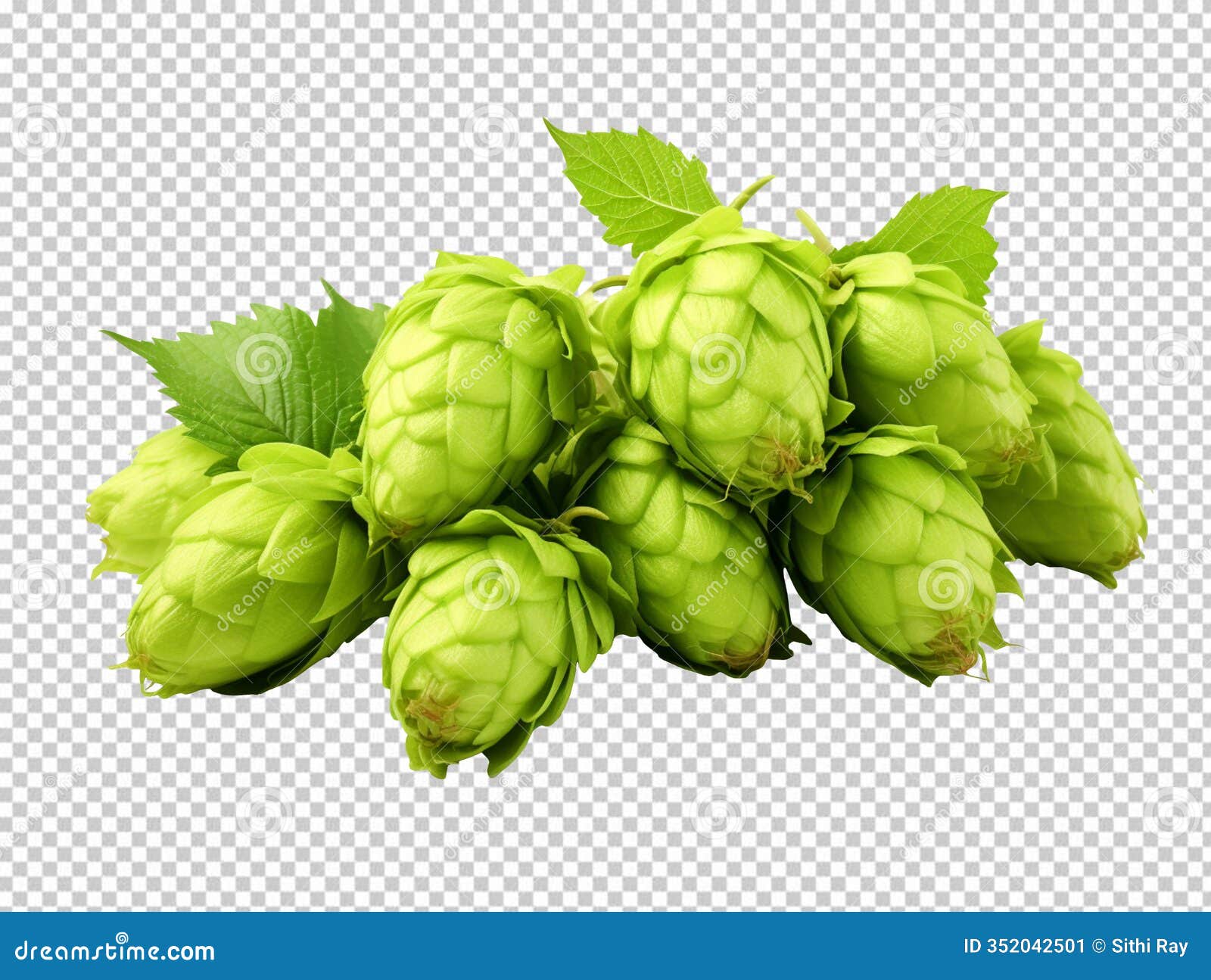 Pile Of Hop Cone Isolated On Transparent Background Stock Image ...