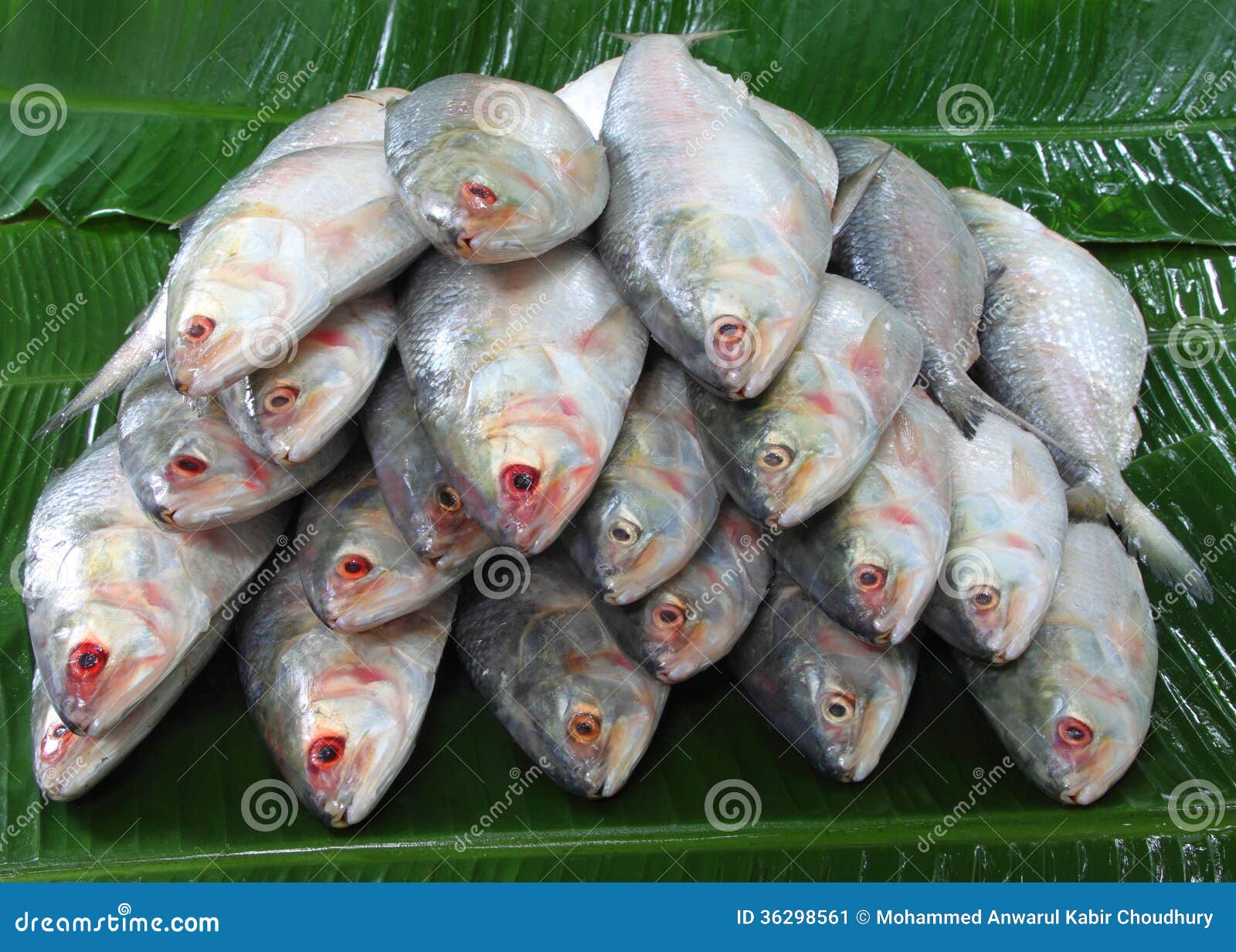 Pulasa Fish