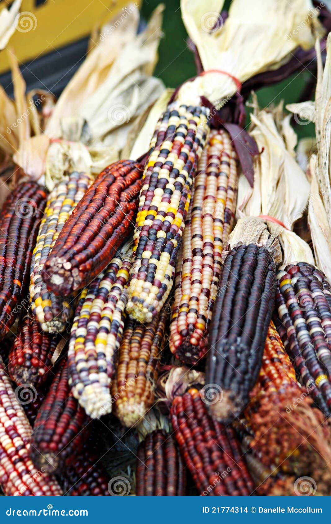 Indian Corn Background Stock Image | CartoonDealer.com #3567469