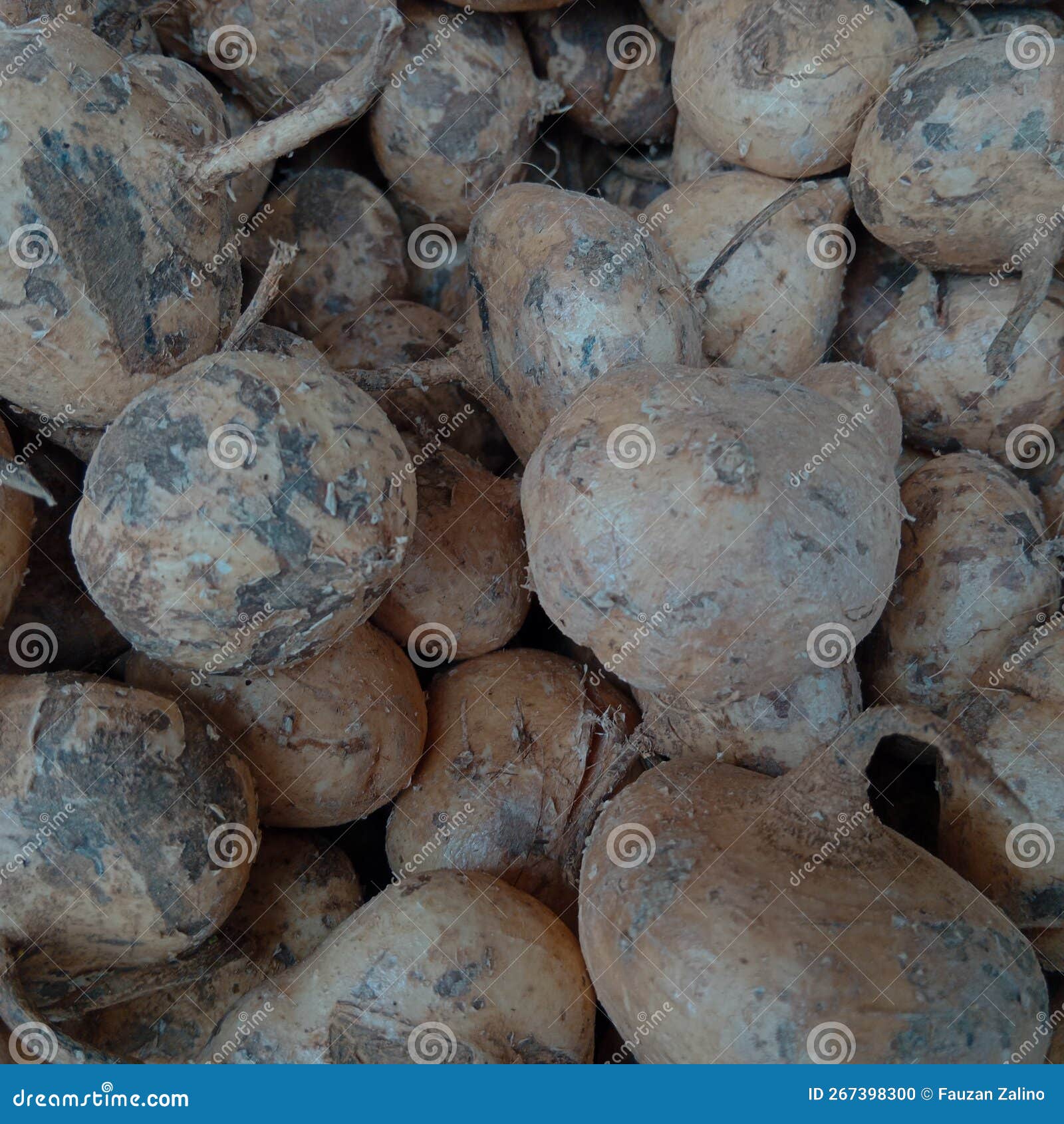 Pile of Jicamas in a Fruit Shop Stock Photo - Image of food, soil ...
