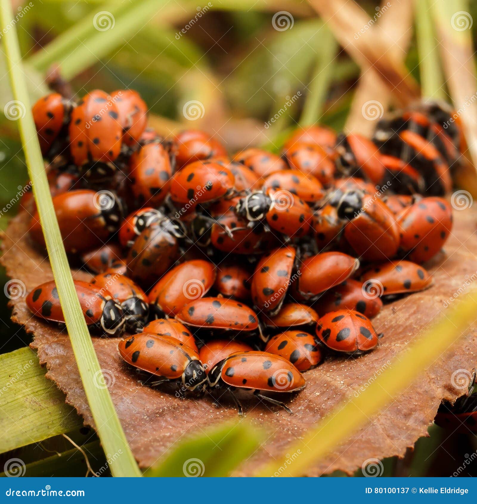 Pile of ladybugs stock image. Image of outdoors, group - 80100137