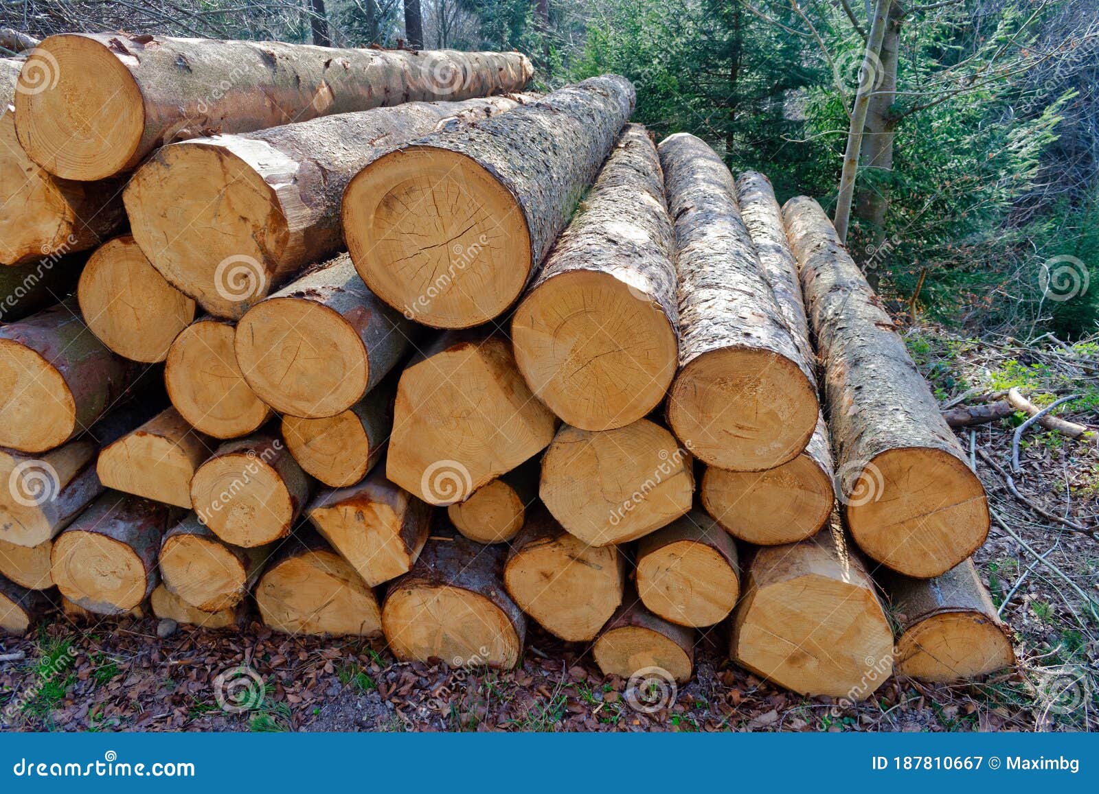 Pile of Large Cut Down Tree Trunks Stock Image - Image of logging ...