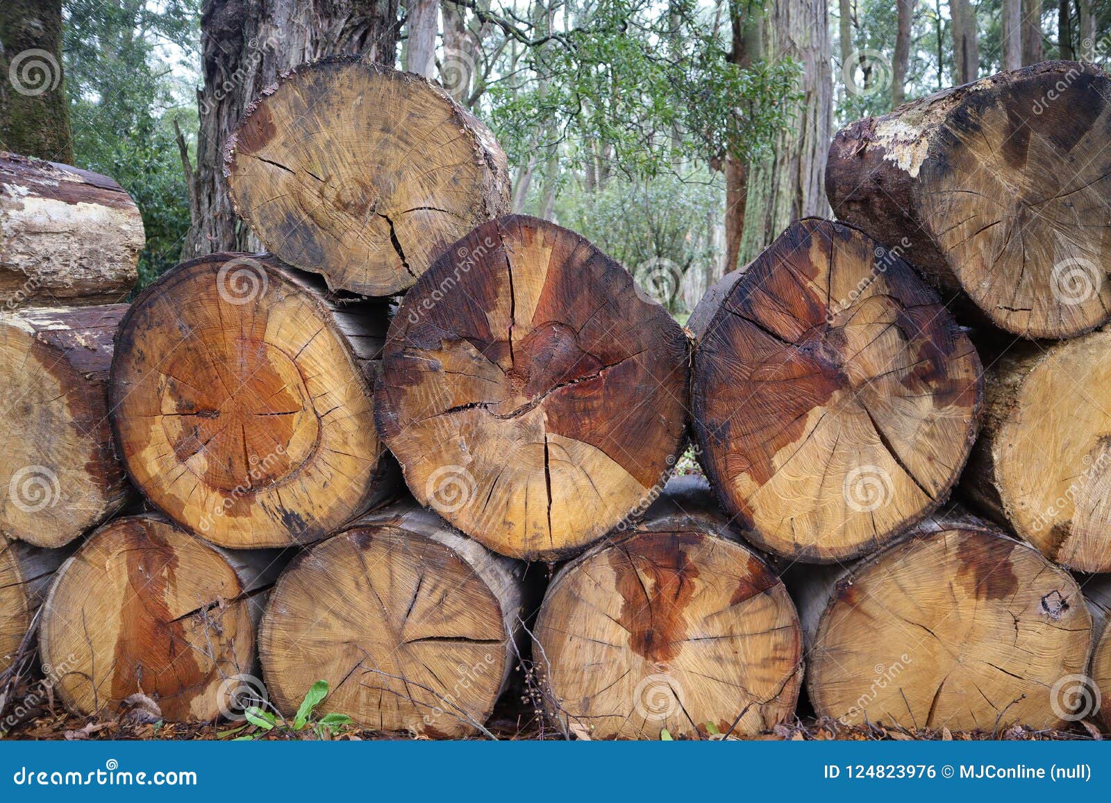 Large Wood Tree Trunks in Pile Stock Photo - Image of pile, trees ...