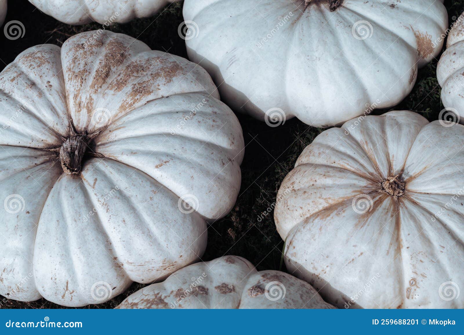 Pile of Large White Pumpkins at a Pumpkin Patch, Useful for Backgrounds ...