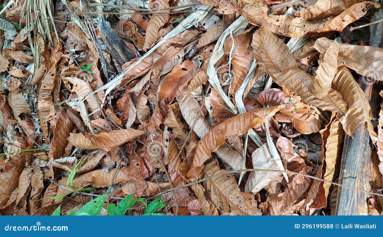 Pile of Leaf Waste To Be Used As Compost and Fertilizer Stock Photo ...