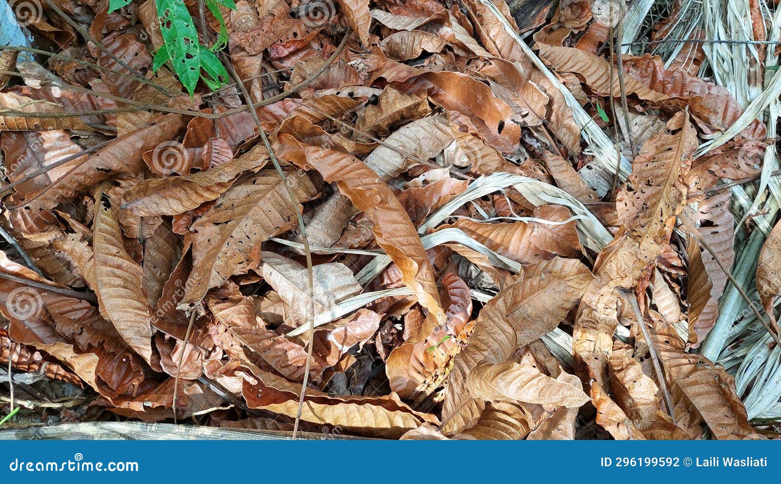 Pile of Leaf Waste To Be Used As Compost and Fertilizer Stock Photo ...