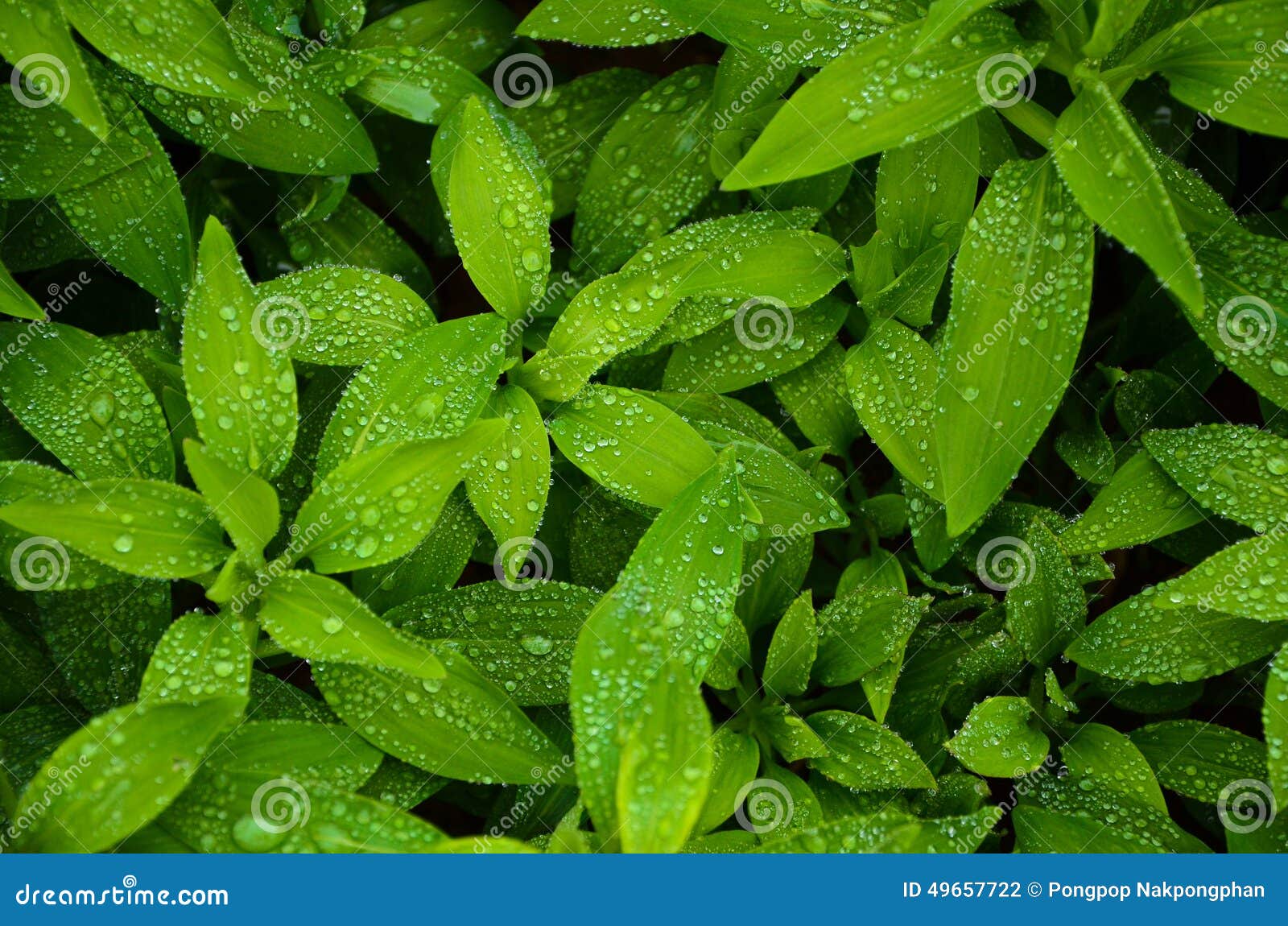 Pile of Leaves stock photo. Image of organic, close, pattern - 49657722
