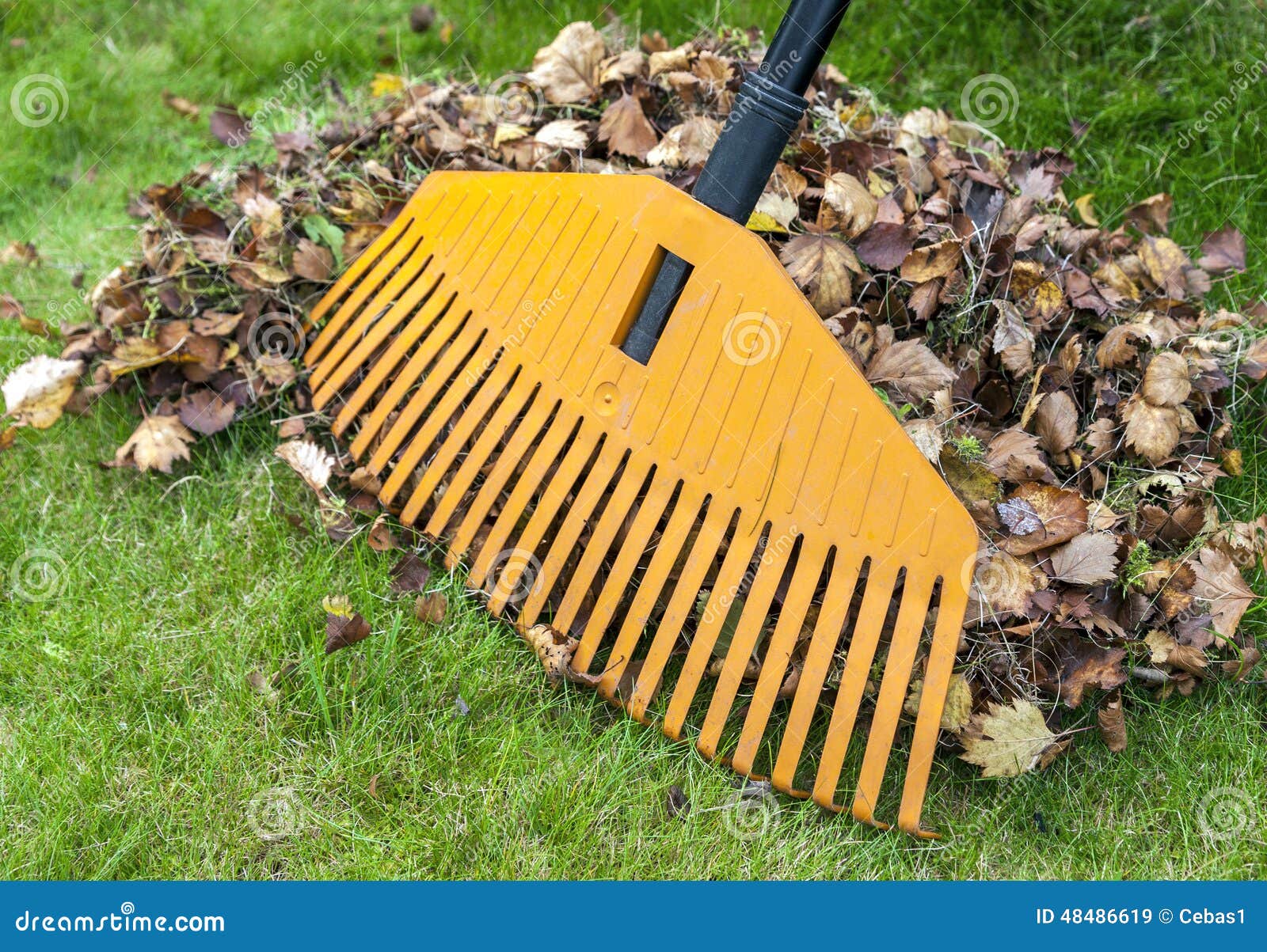 Pile of leaves with rake stock image. Image of seasonal - 48486619