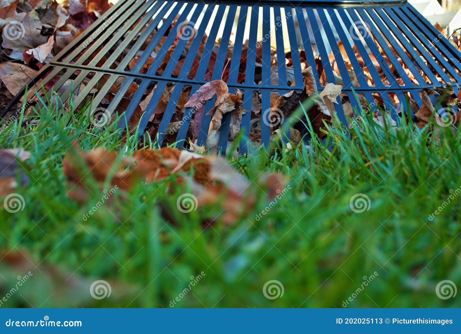 Pile of Leaves and a Rake Leaning Against a Fence Fall Background Stock ...