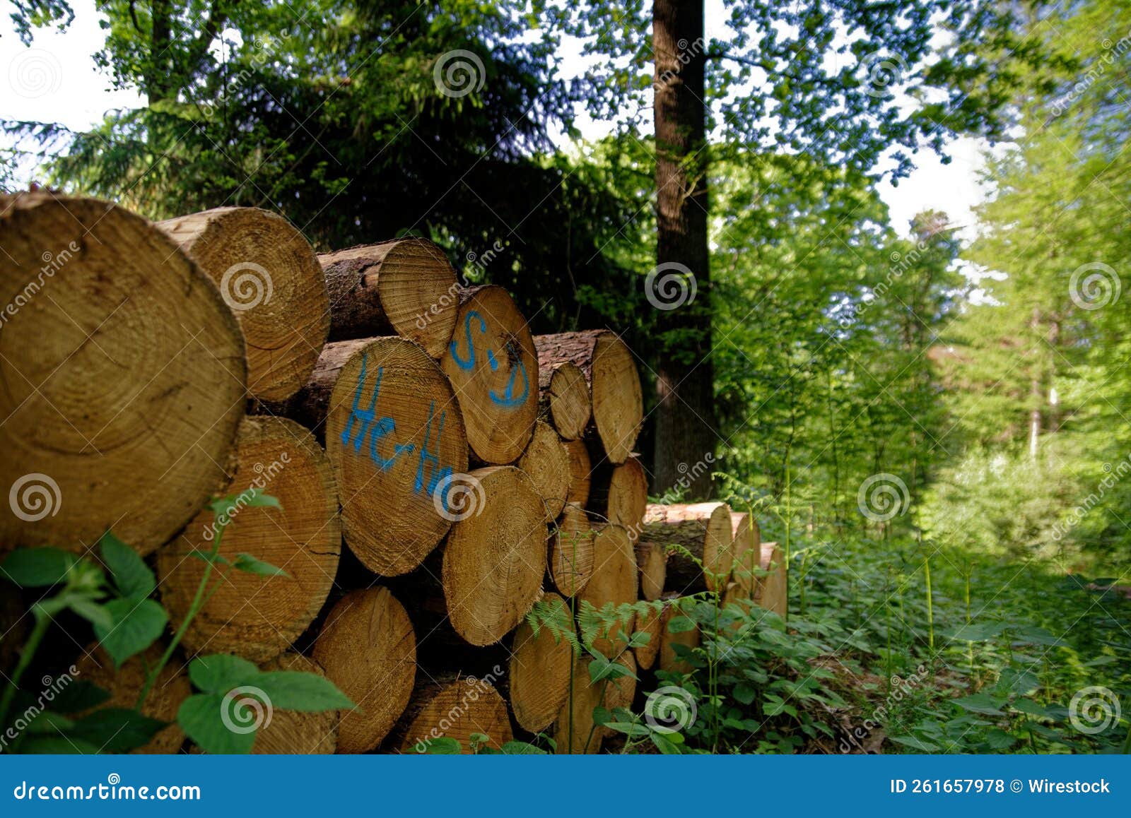 Pile of Log Laying on the Path in Forest Editorial Stock Photo - Image ...
