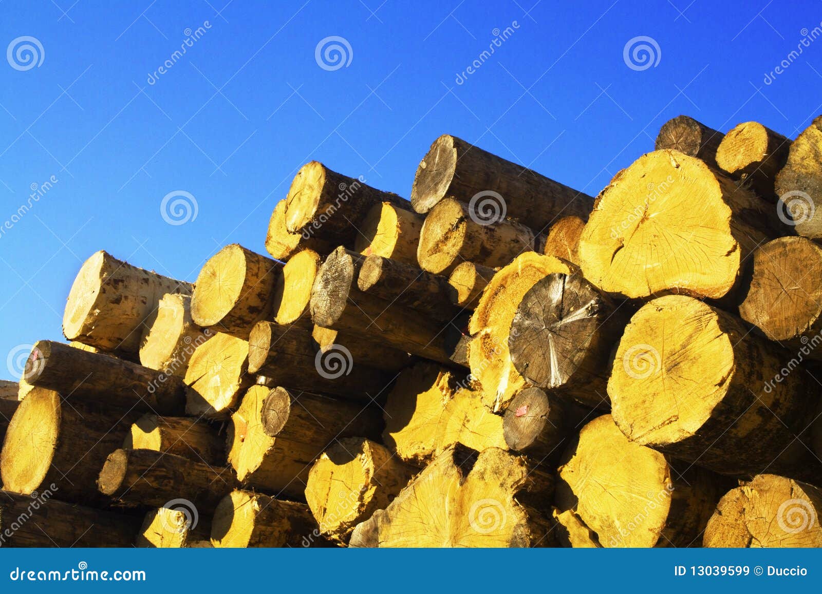 Pile of logs stock image. Image of trees, lumber, sawmill - 13039599