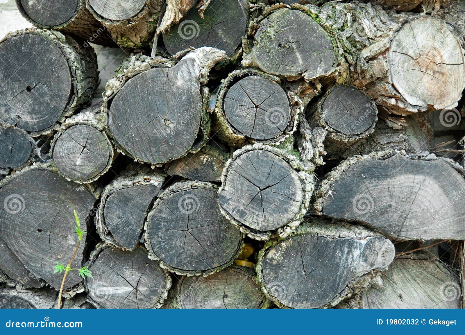 Pile of logs stock photo. Image of tree, crack, circle - 19802032
