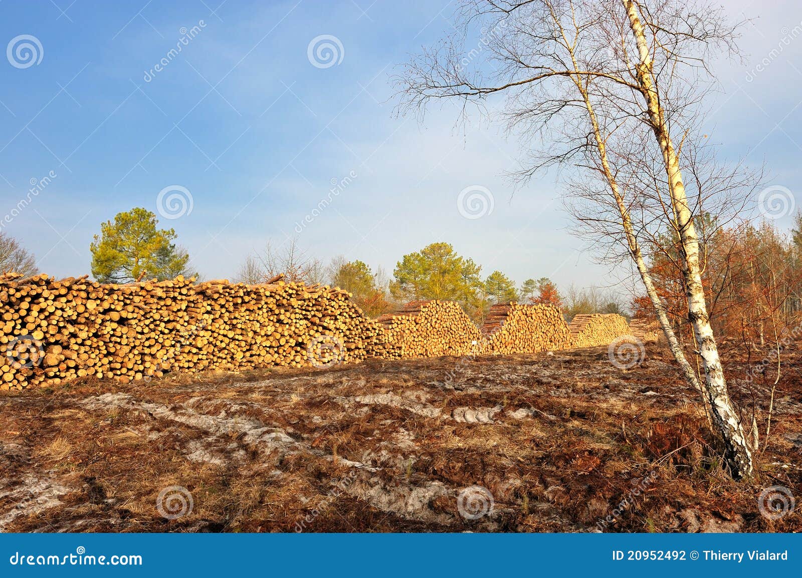 Pile logs stock photo. Image of timber, tree, stacked - 20952492