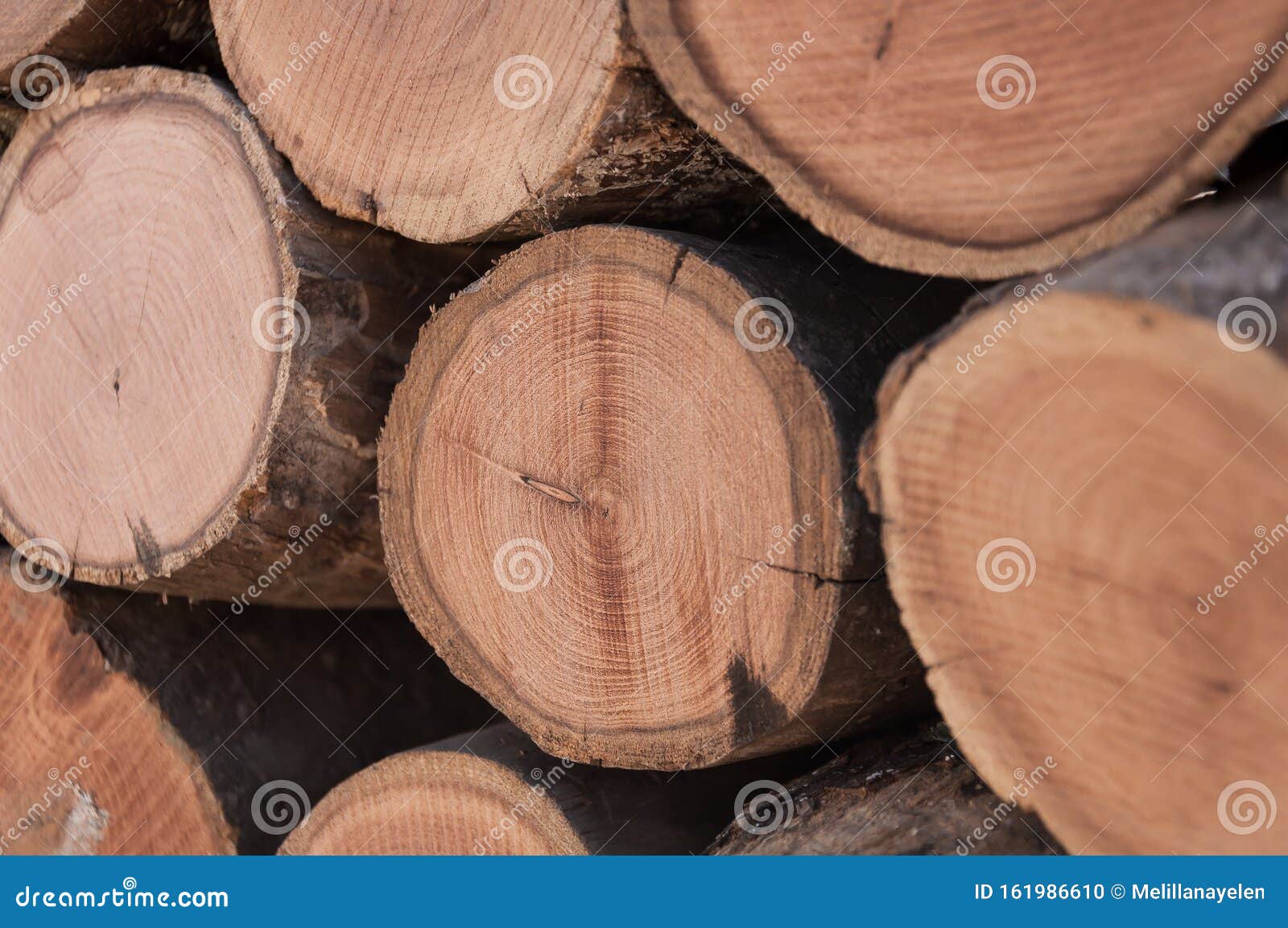 A Pile of Logs in Different Colors with Marks Stock Photo - Image of ...