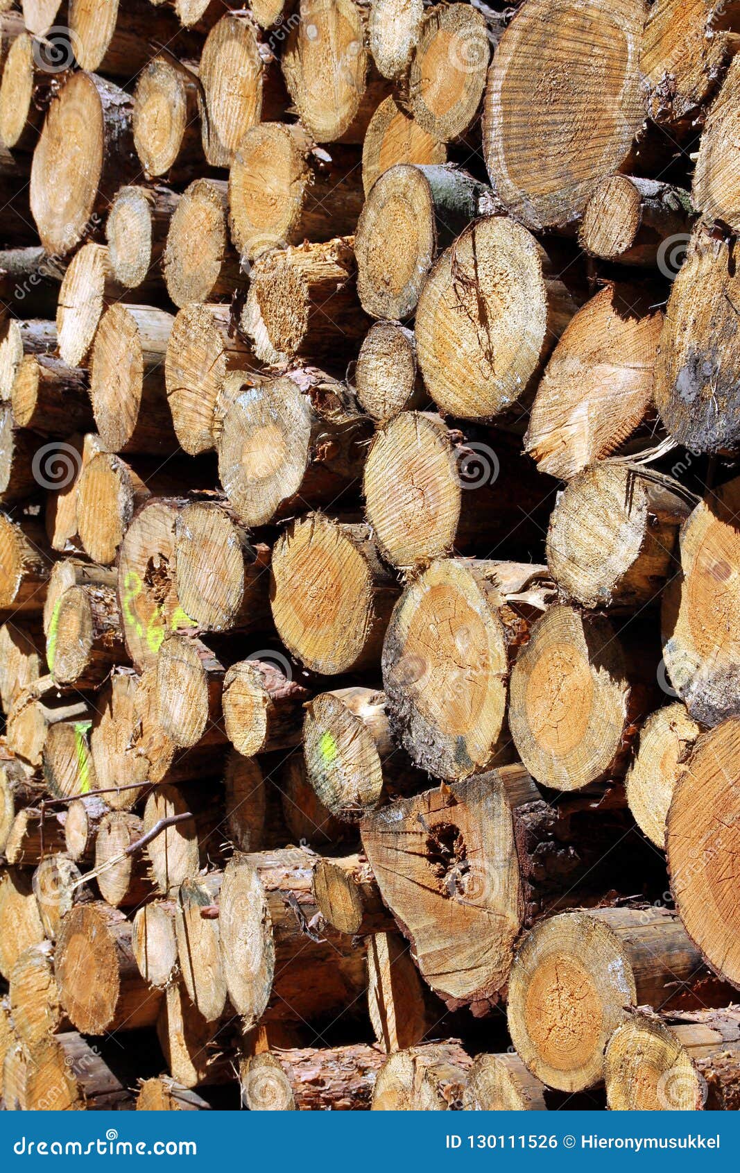 Pile of logs in a forest stock photo. Image of fuelwood - 130111526