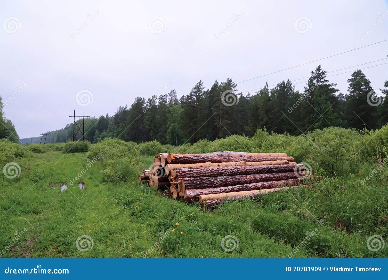 Pile of Logs in the Forest Summer Cloudy Stock Image - Image of lumber ...