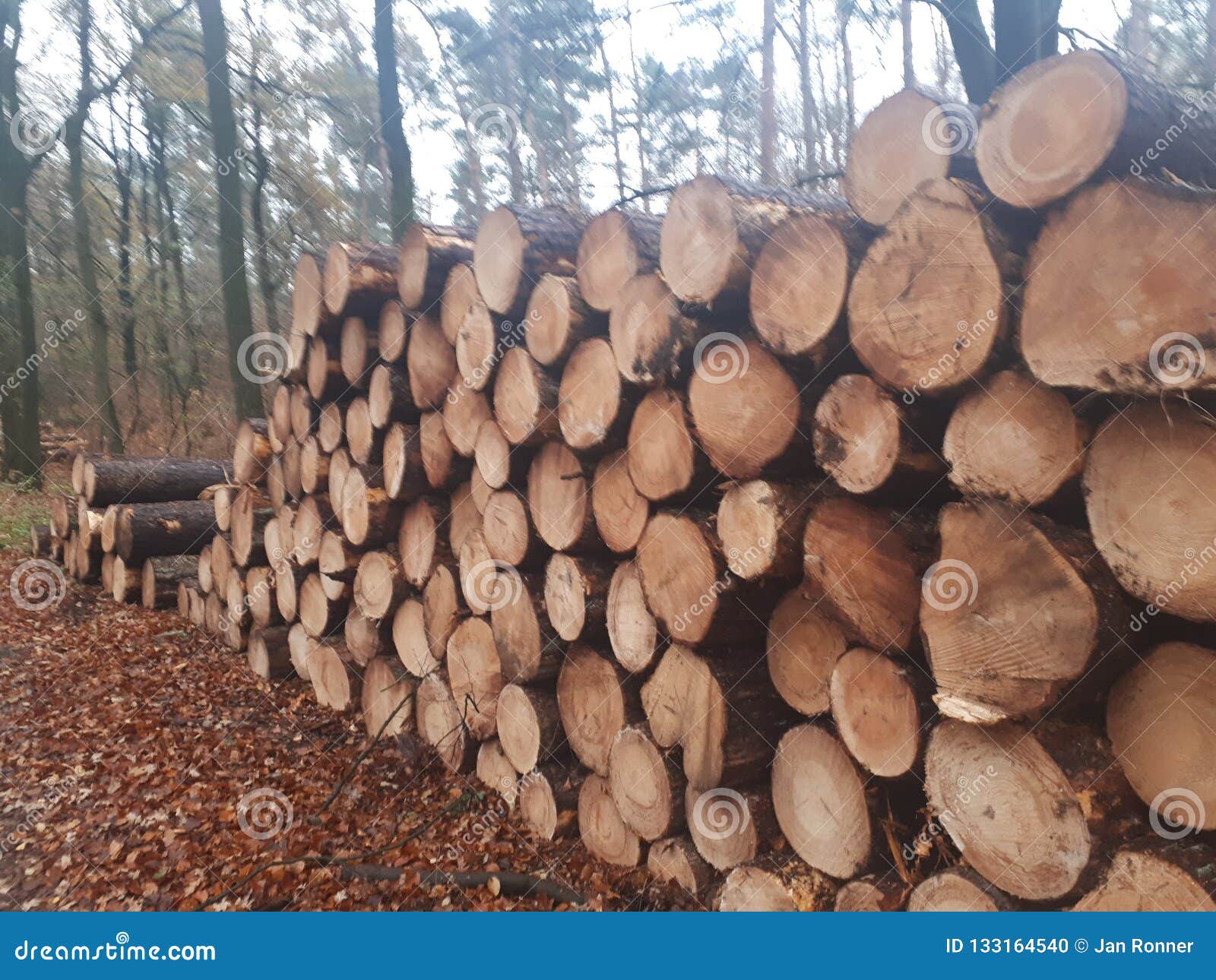 Pile of Logs Lying in the Forest Stock Photo - Image of pile, logs ...