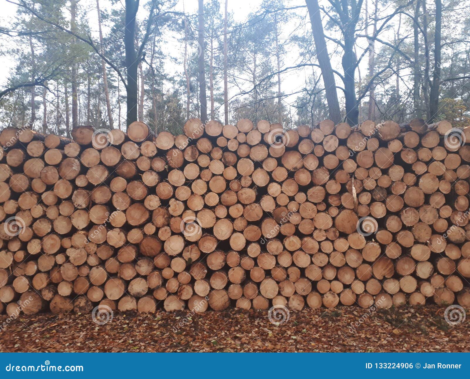 Pile of Logs Lying in the Forest Stock Photo - Image of autumn, trees ...
