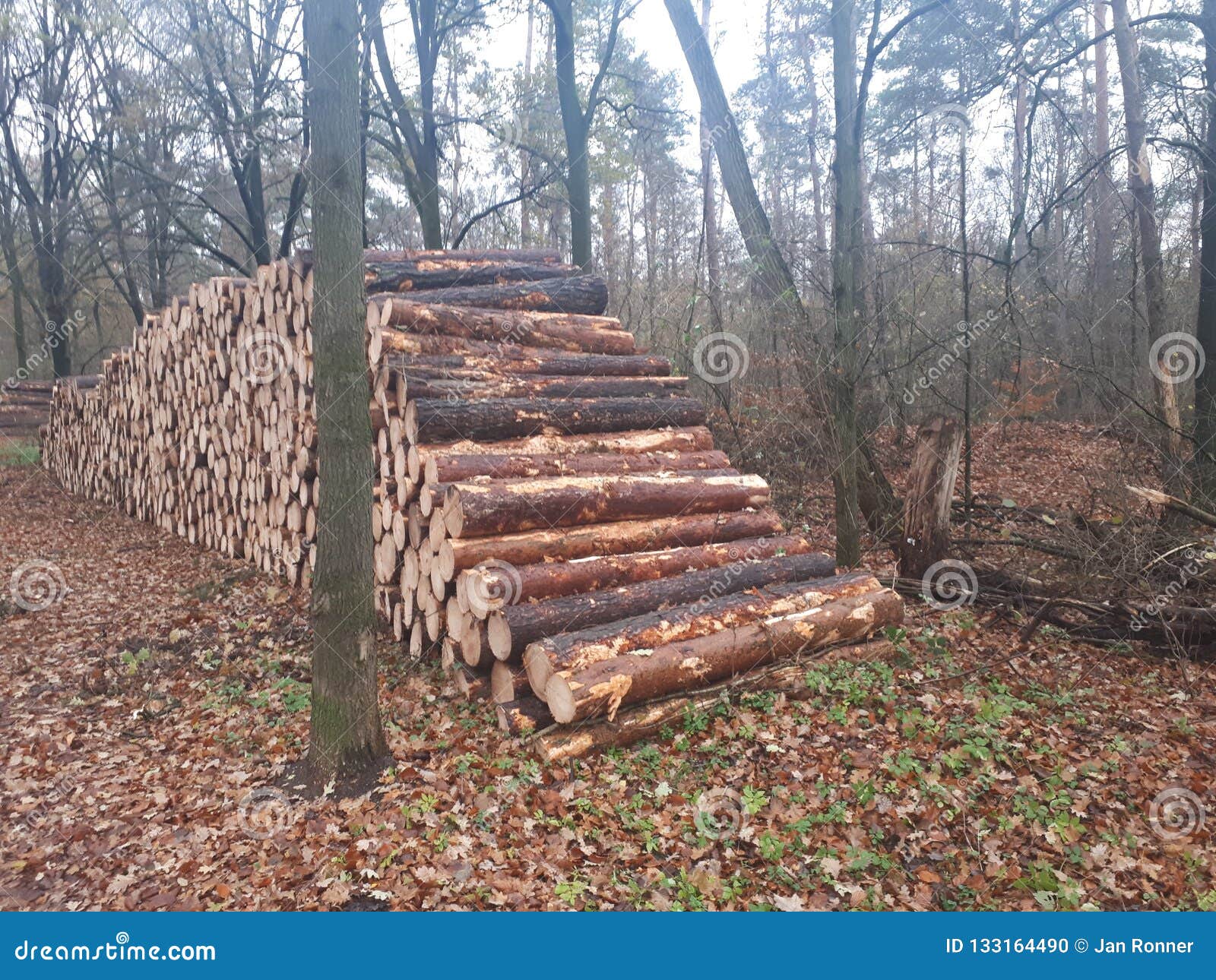 Pile of Logs Lying in the Forest Stock Photo - Image of pile, leaves ...