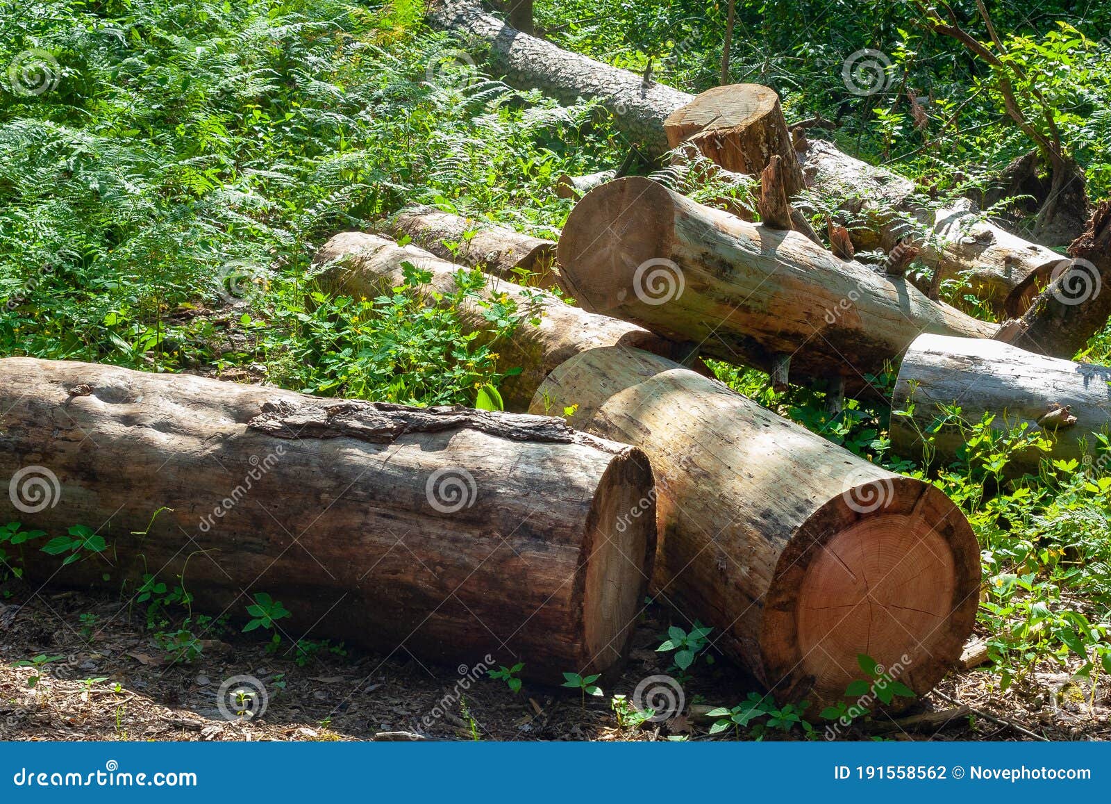 A Pile of Logs Piled Up in a Forest Glade. Felled Trees in the Forest ...
