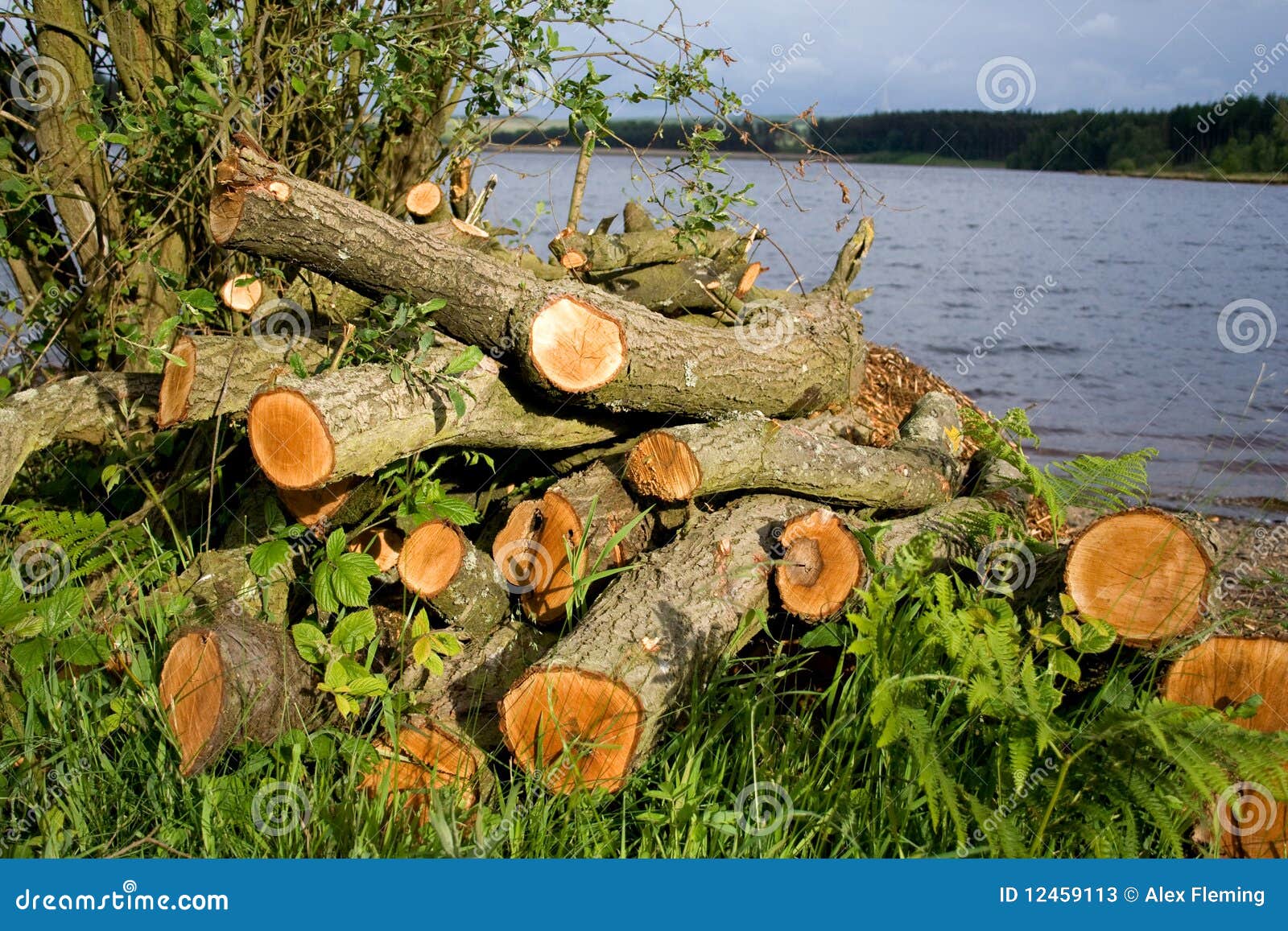 Pile of logs by river stock image. Image of logs, scenery - 12459113