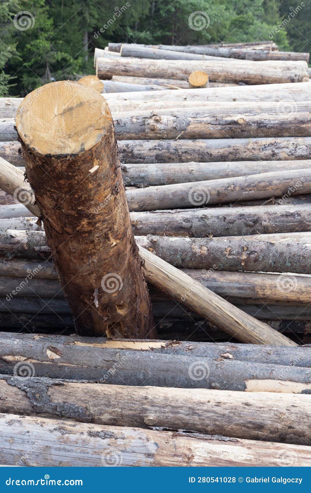 Pile of Logs on the Road in the Forest Stock Photo - Image of nature ...