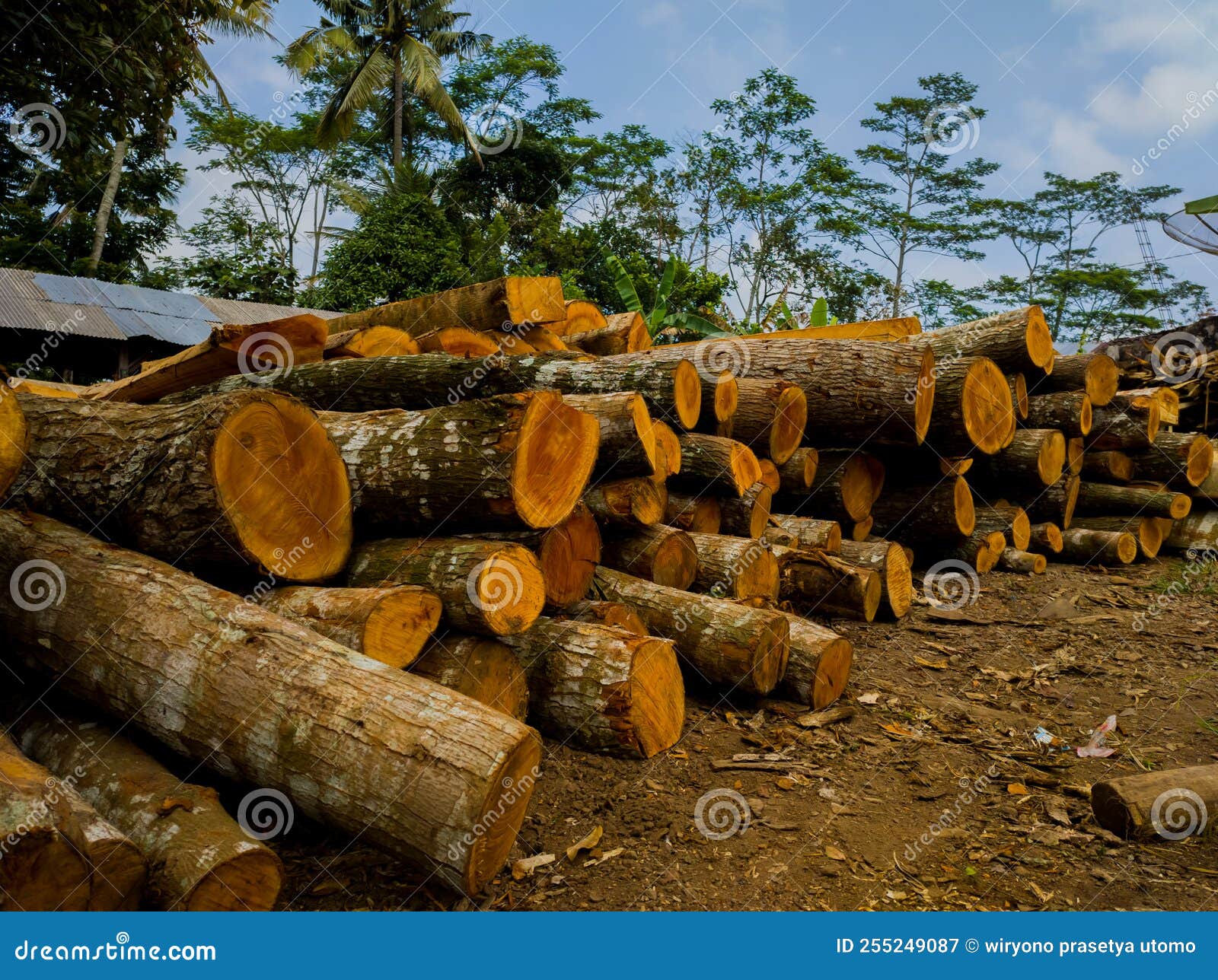 Pile of Logs at the Sawmill Stock Image - Image of lumber, material ...