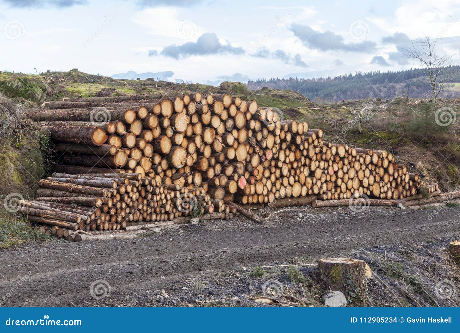 Stack of Logs stock photo. Image of woodland, piled - 112905234