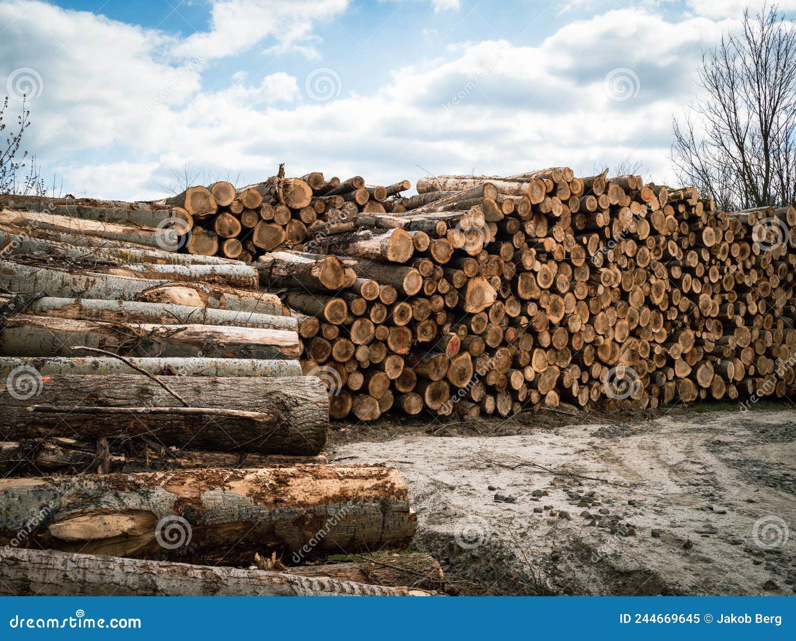 Pile of Logs, Timber Harvesting, Forest Woodworking Industry. Logging ...