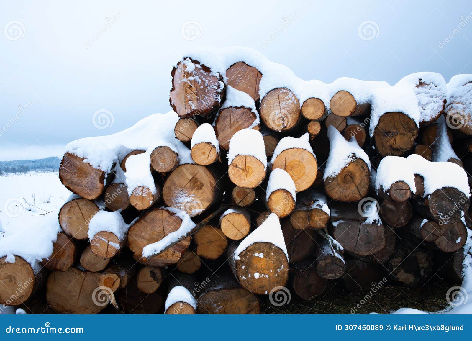 Pile of Logs Covered with Snow in the Winter Stock Image - Image of ...