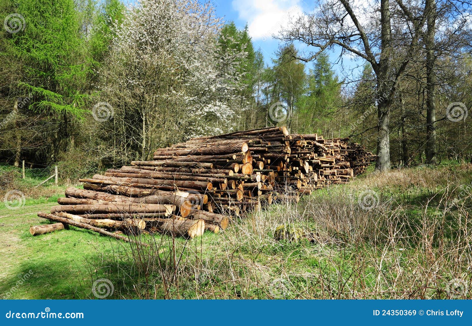 A Pile of Logs on a Woodland Clearing Stock Image - Image of clearing ...
