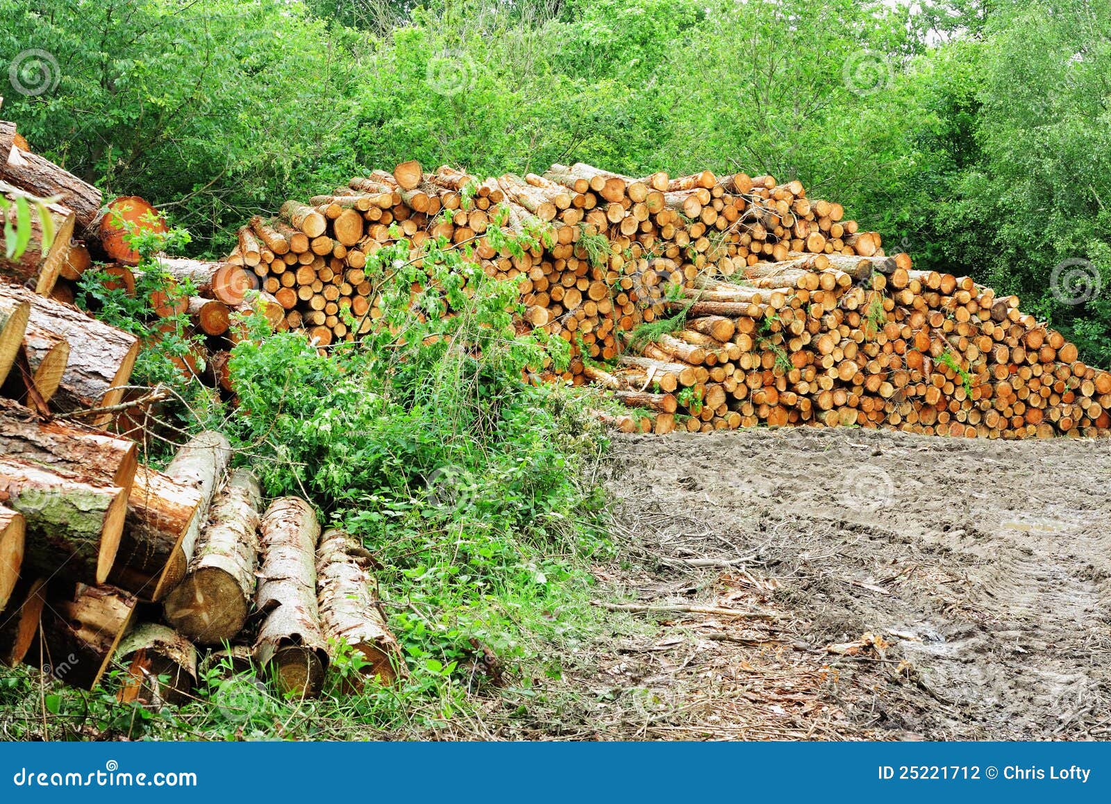 A Pile of Logs in a Woodland Clearing Stock Photo - Image of forests ...