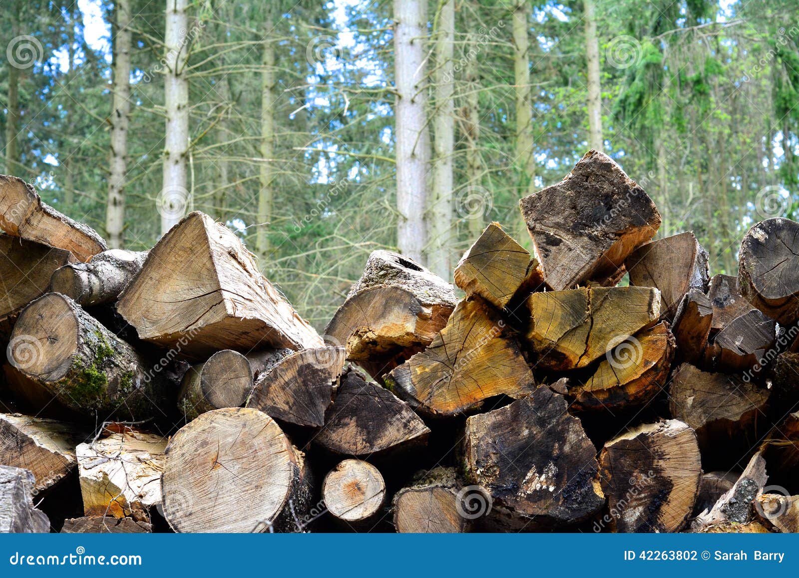 A pile of logs. stock photo. Image of industry, outdoor - 42263802