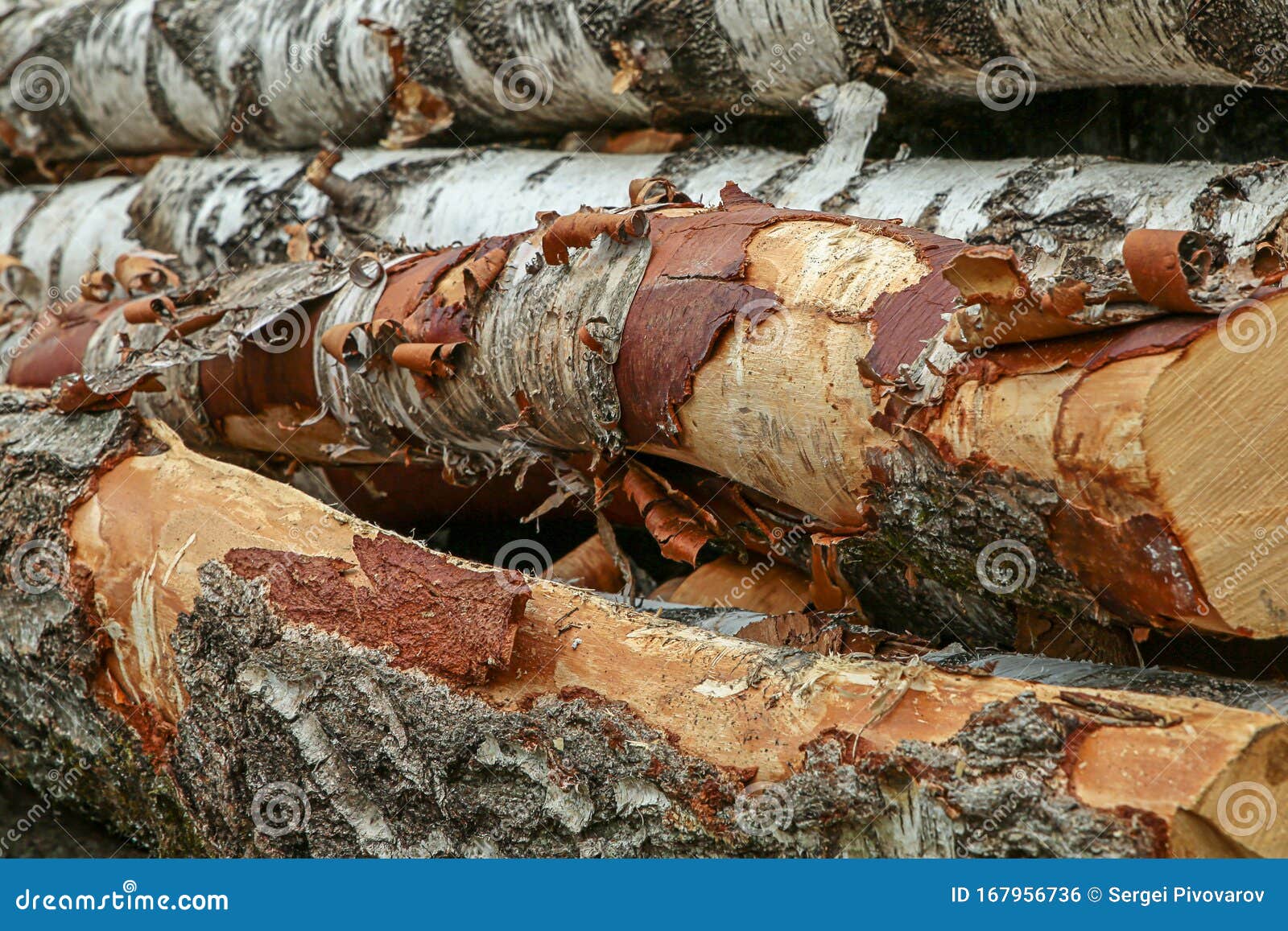 Hard Bark With Green Leaf Stock Photography | CartoonDealer.com #192442724