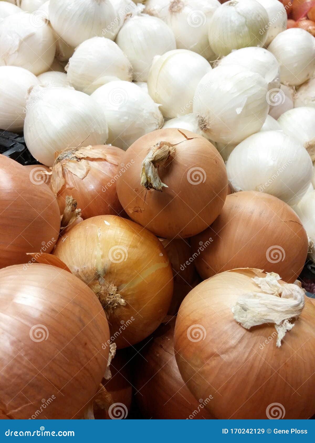 A Pile of Loose, Bulk White and Yellow Onions Stock Image - Image of ...
