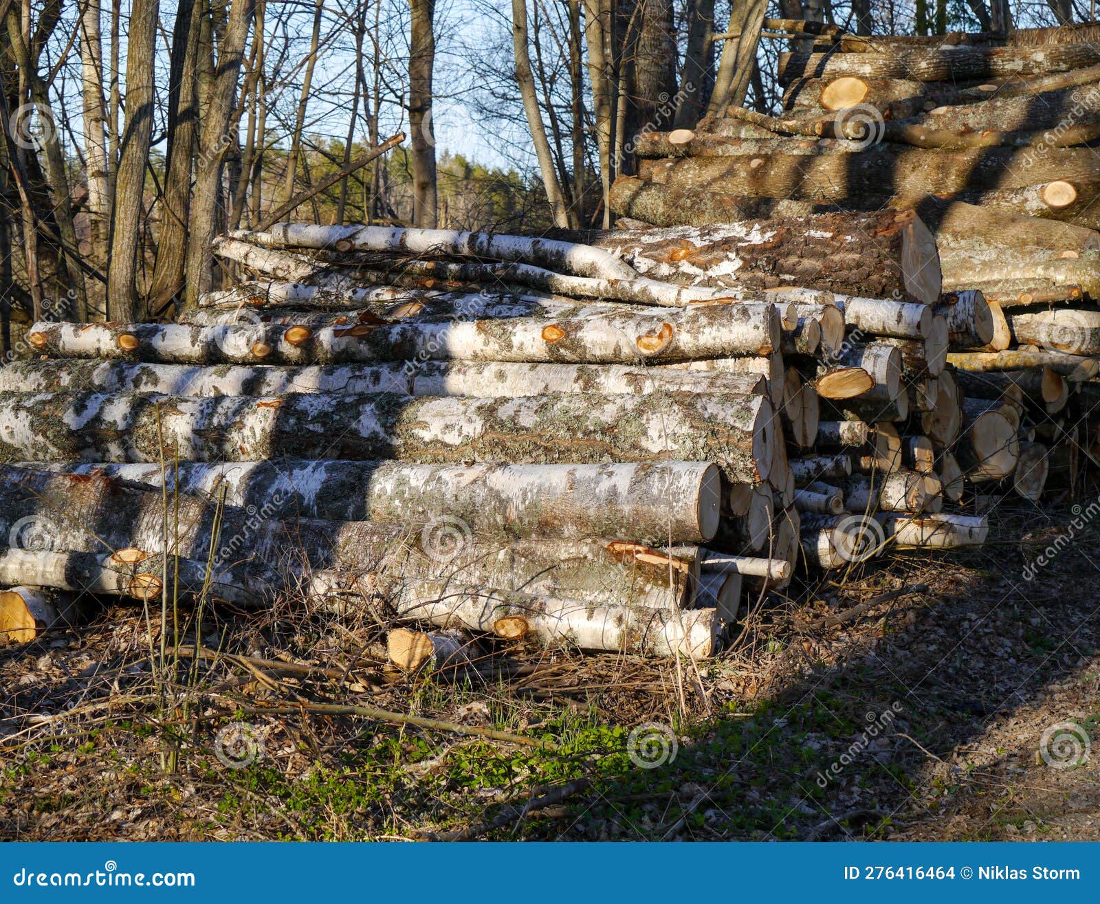 A Pile of Lumber in a Forest Stock Photo - Image of tree, lumber: 276416464