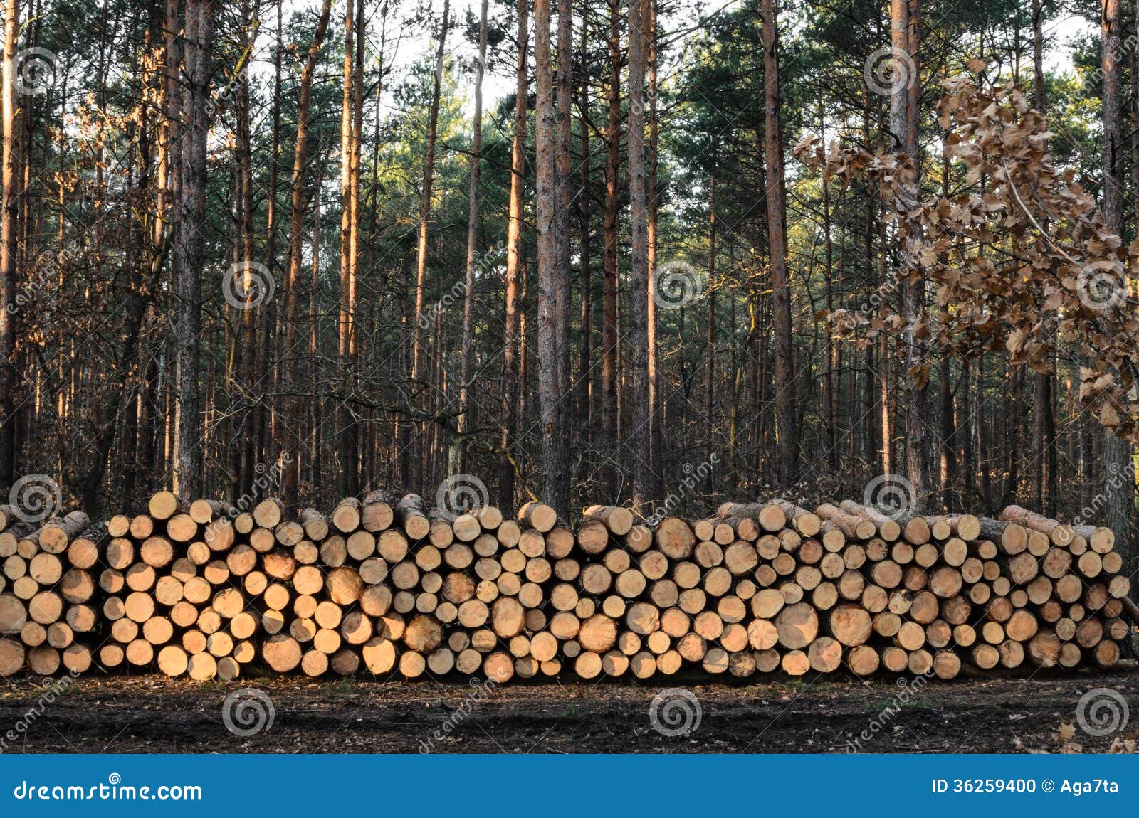 Pile of lumber stock photo. Image of sawed, deforestation - 36259400