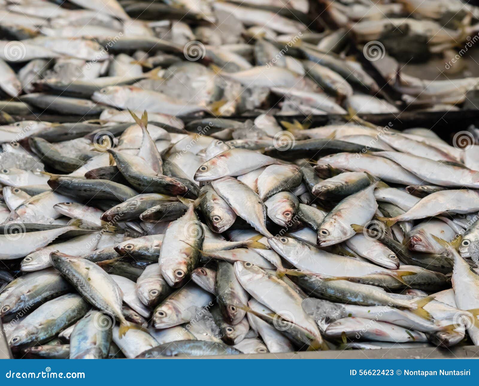 Pile of Mackerel Fish stock image. Image of seafood, ocean - 56622423