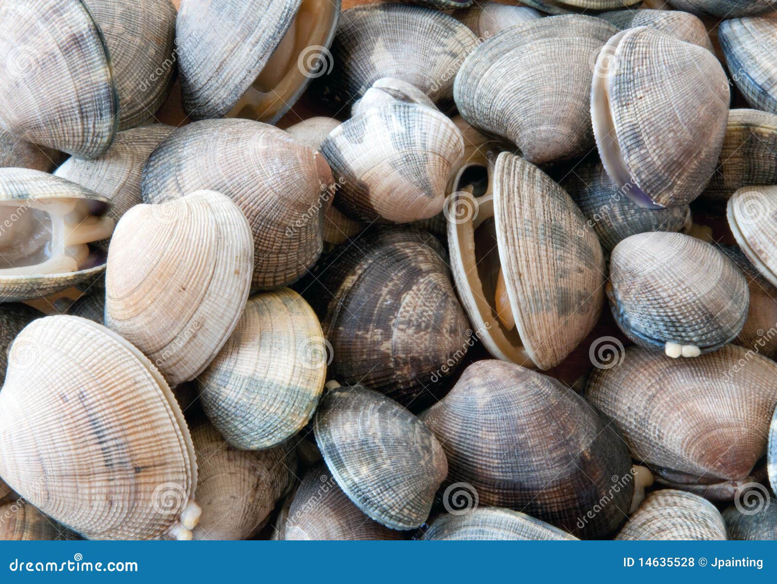Pile of Manilla Clams stock photo. Image of necks, delicacy - 14635528