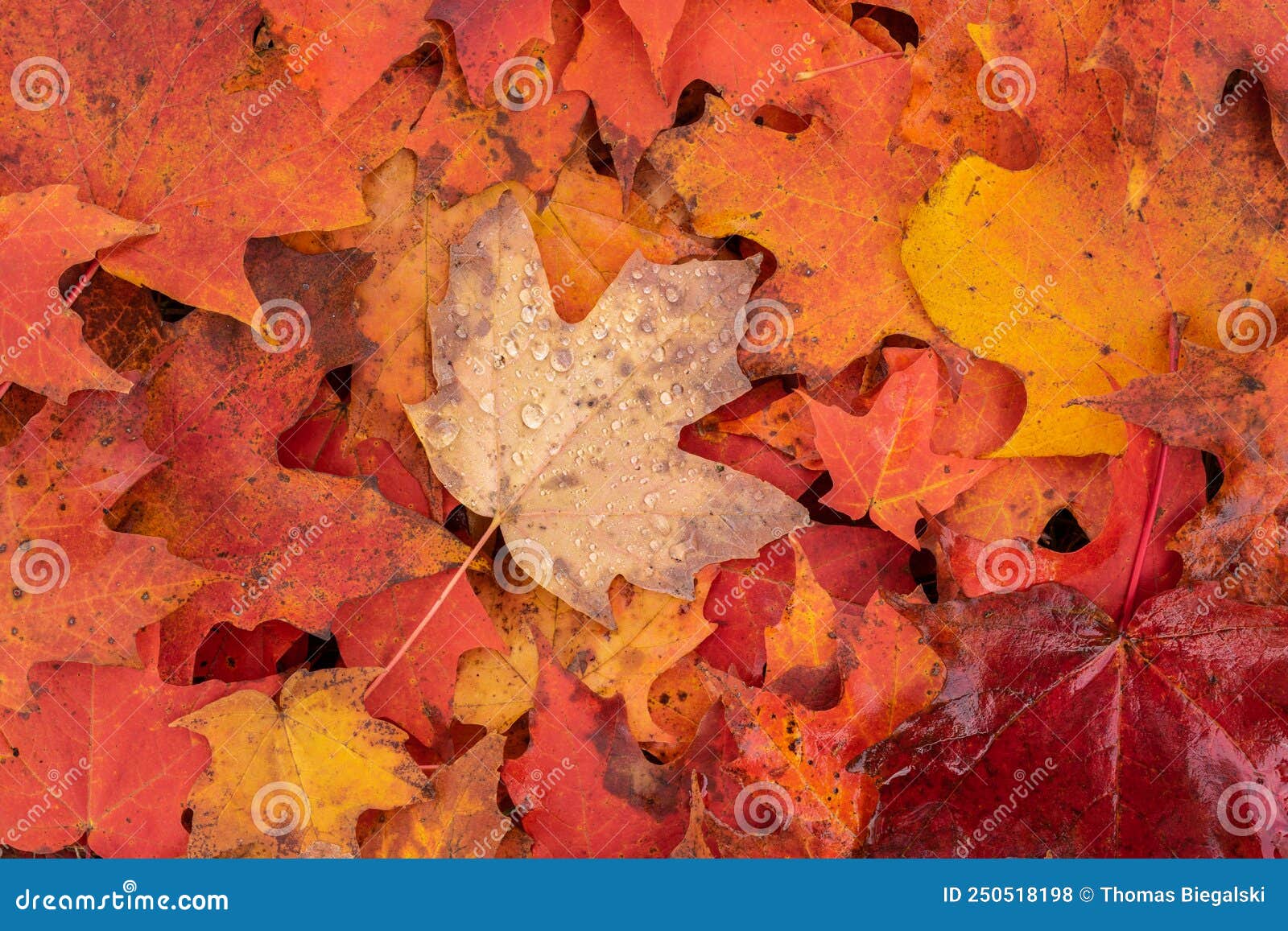 Pile of Maple Leaves on Ground with Rain Drops Stock Photo - Image of ...