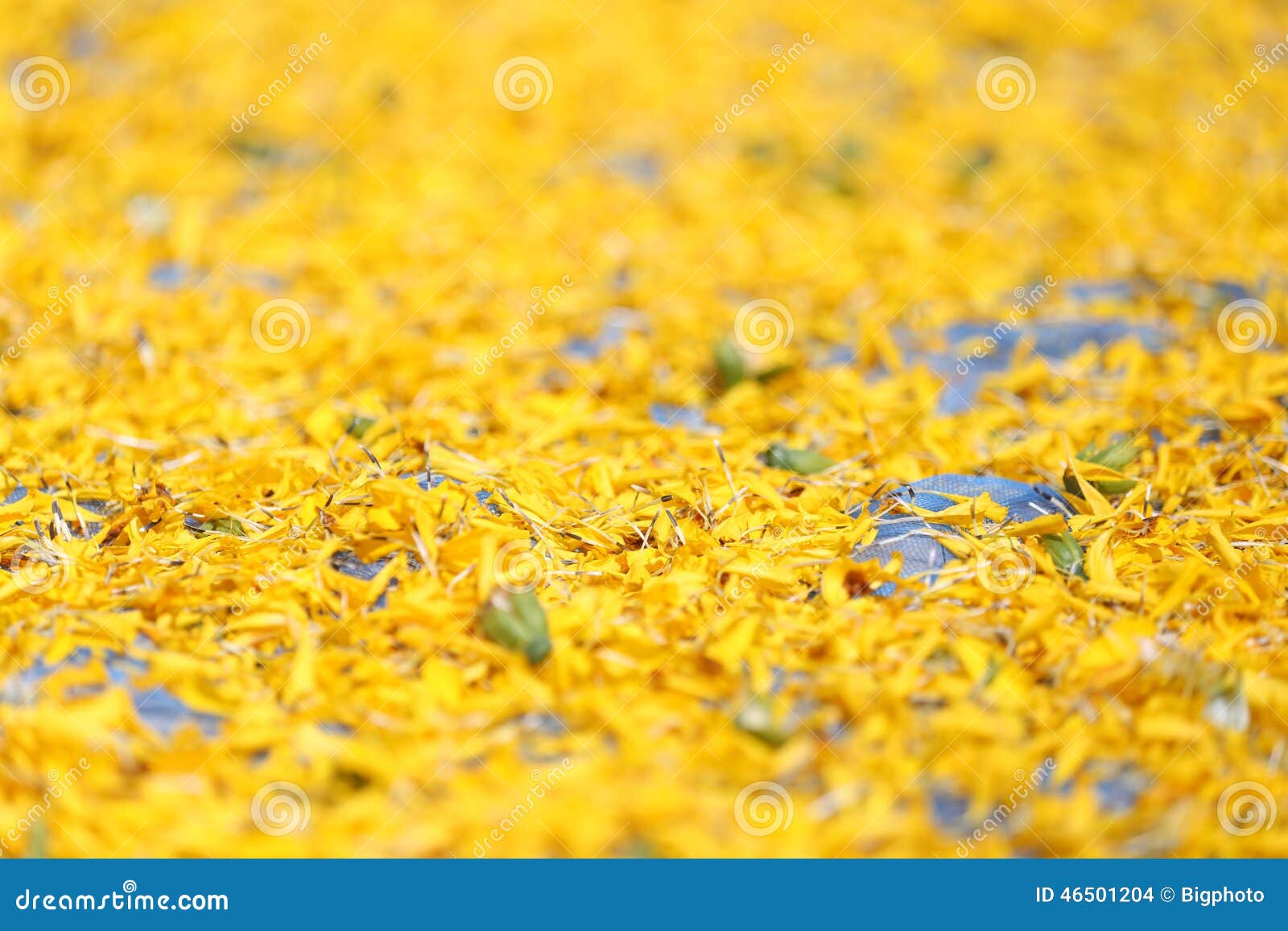 Pile of marigold petals stock photo. Image of view, plant - 46501204