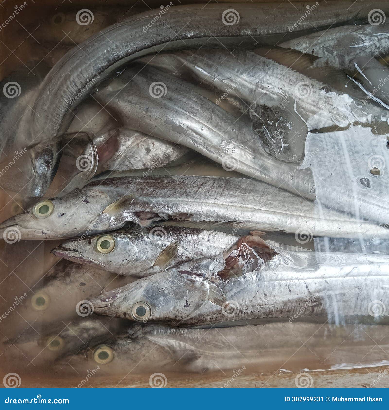 A Pile of Medium Sized Layur Fish Sold by Traders at the Fish Market ...