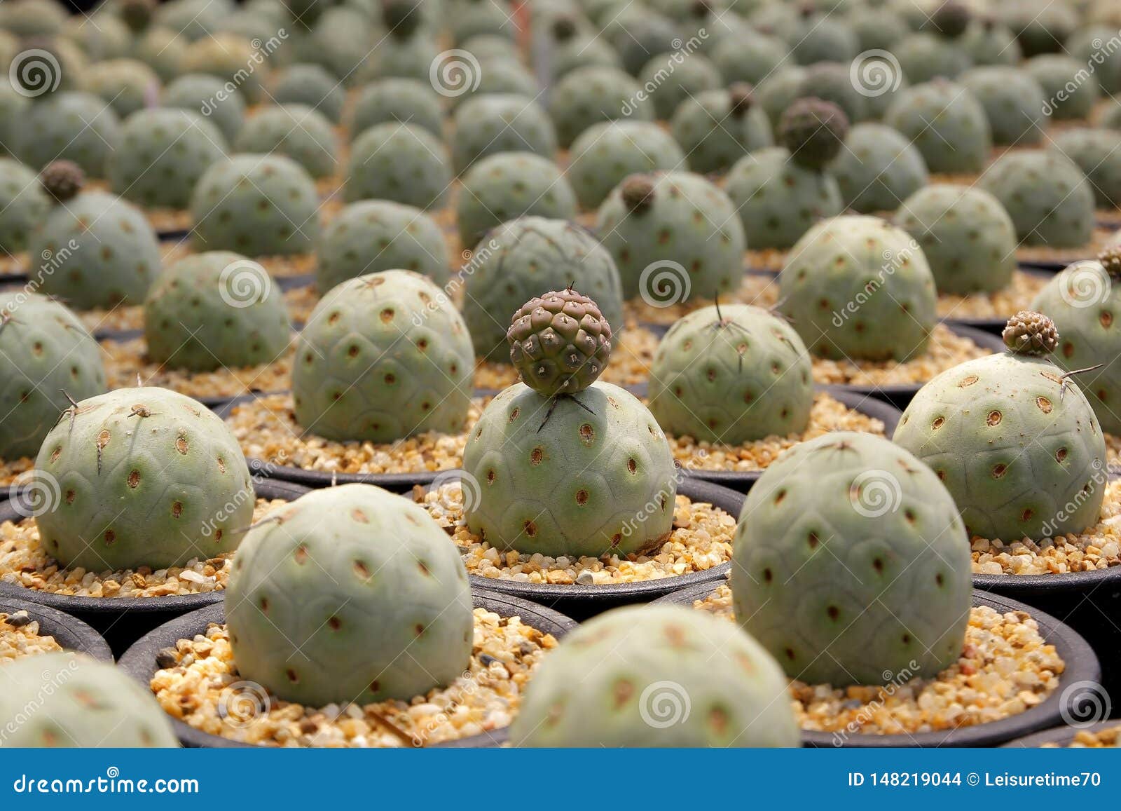 Miniature Cactus in Flower Shop Stock Photo - Image of colorful, garden ...