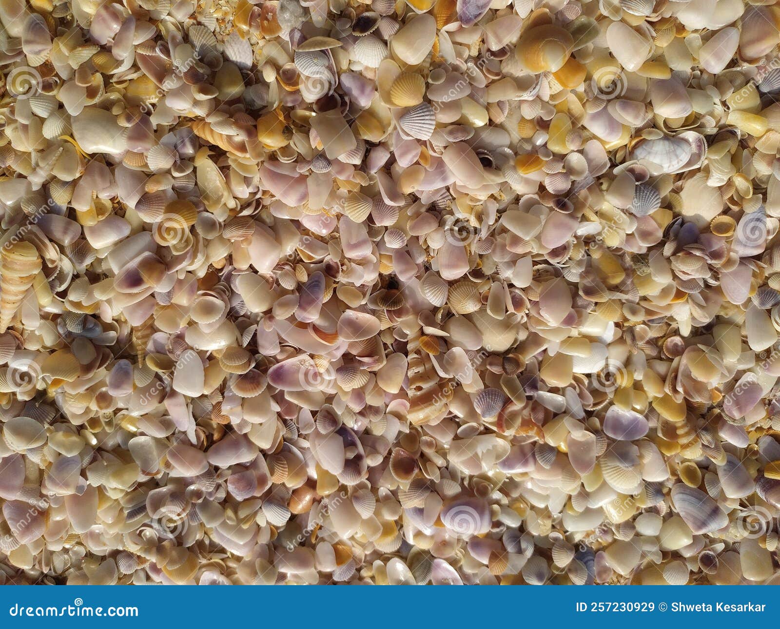 A pile of Mixed shells stock image. Image of white, closeup - 257230929