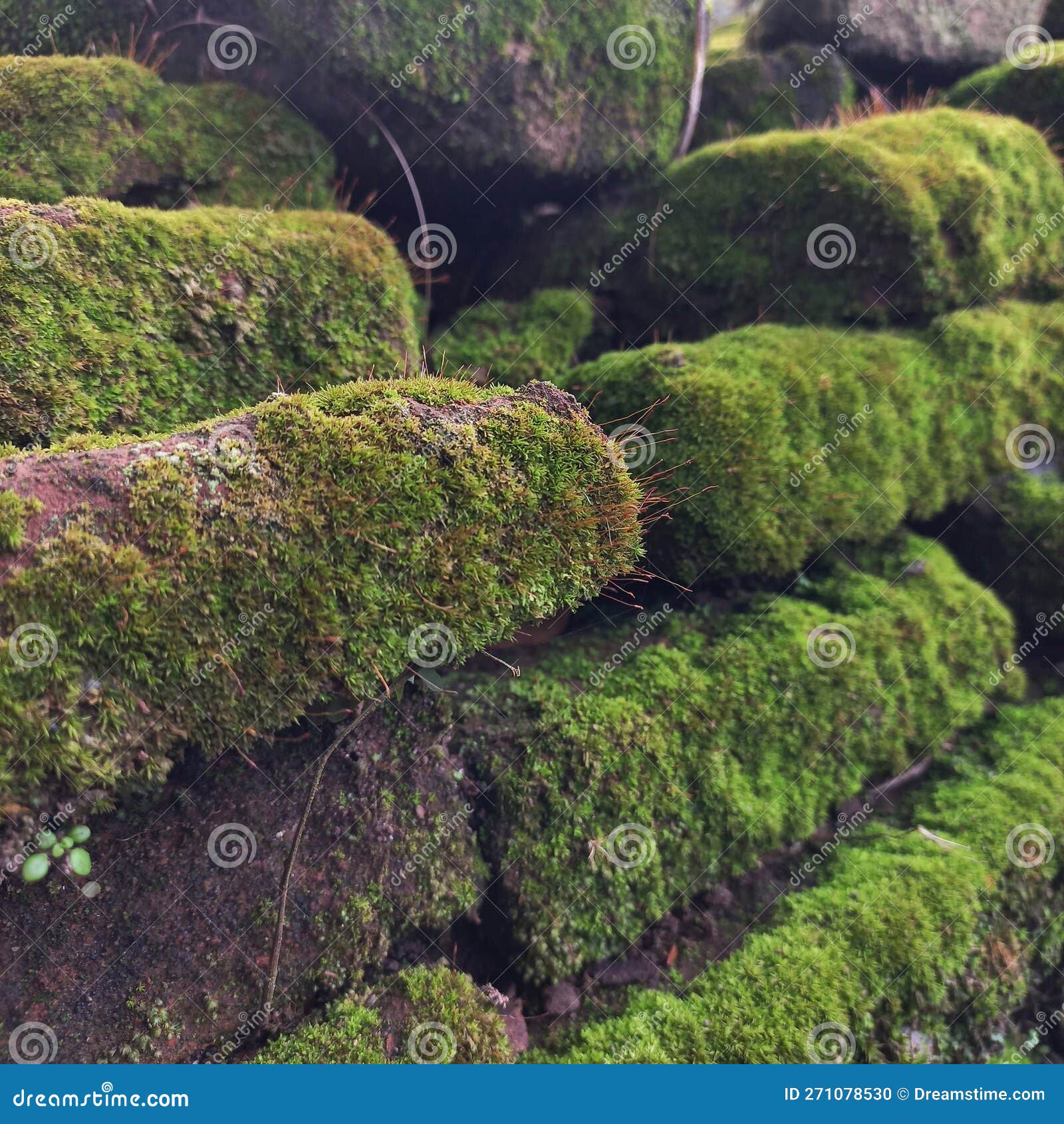 A Pile of Moss-covered Bricks Stock Photo - Image of plant, woodland ...