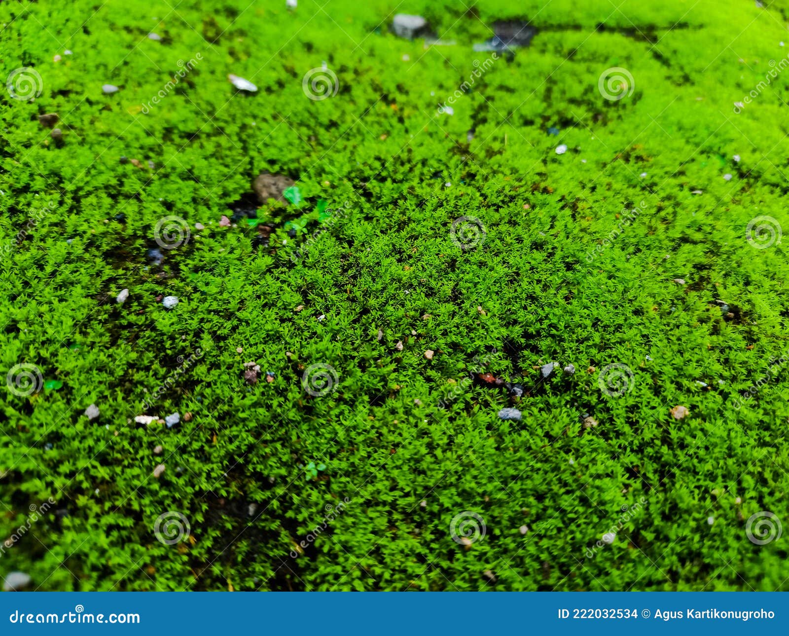 A Pile of Moss that is Green and Fresh during the Day. Taken from a ...